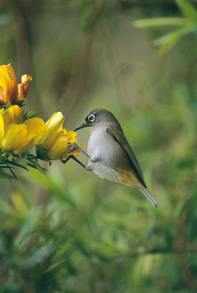 L'Oiseau vert | Parc national de la Réunion